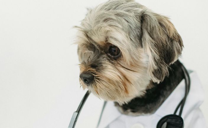 8 Ways to Improve Culture at Your Vet Practice | Penn Foster