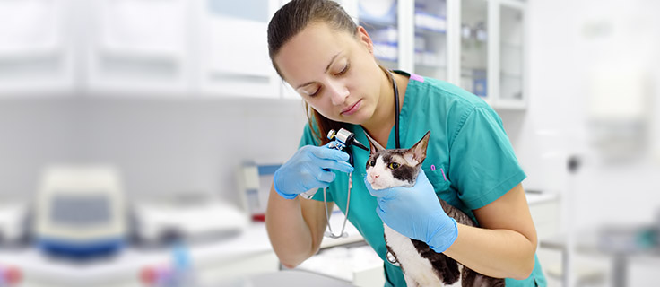 Veterinary Technician A.S. Degree Training for Employees | Penn Foster
