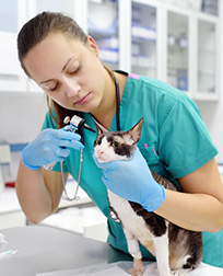 Veterinary Training Programs | Penn Foster